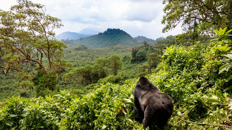 Ruanda Rundreise: Berggorillas und Nationalparks